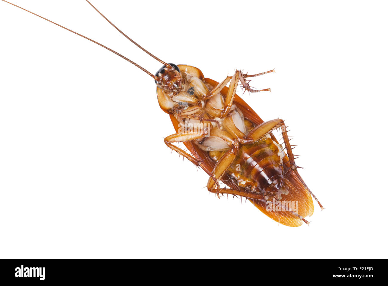 Moment of her death hi-res stock photography and images - Alamy