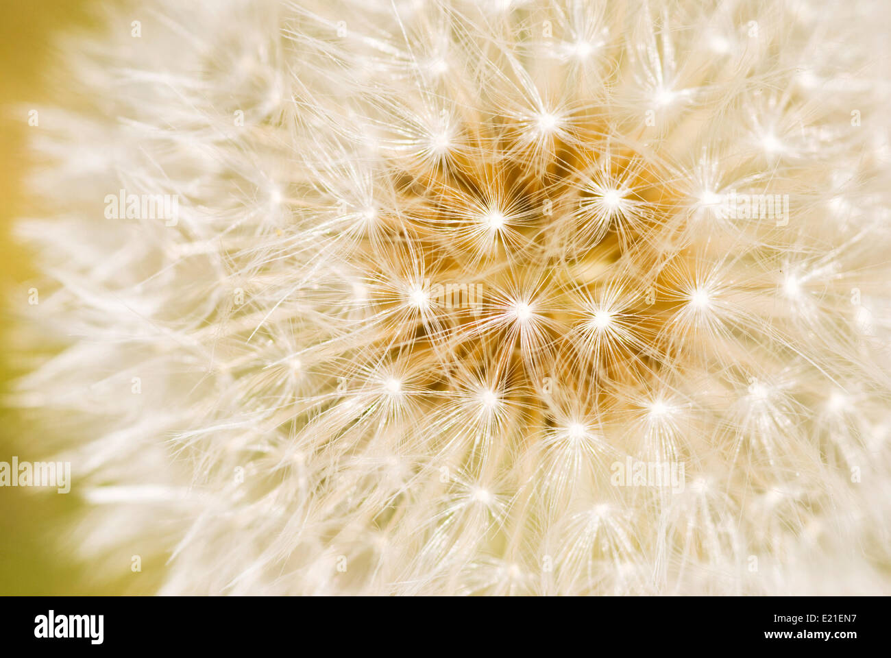 Detailed of dandelion seeds Stock Photo - Alamy