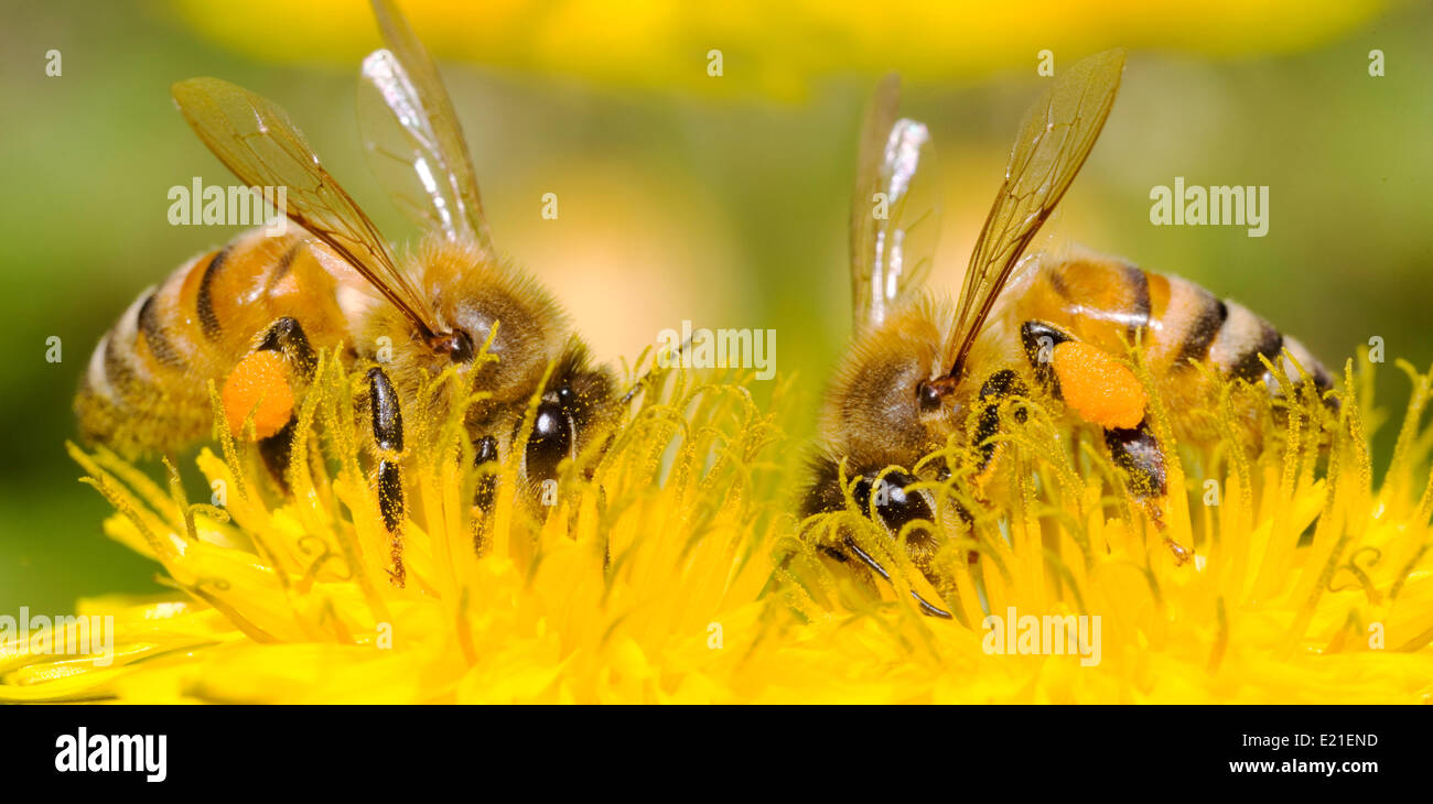 Two bees together hi-res stock photography and images - Alamy