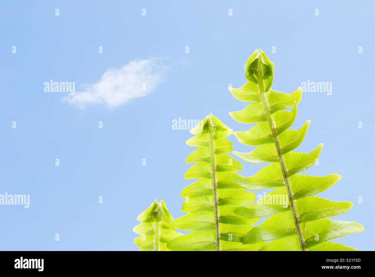 Three fern leaves hi-res stock photography and images - Alamy