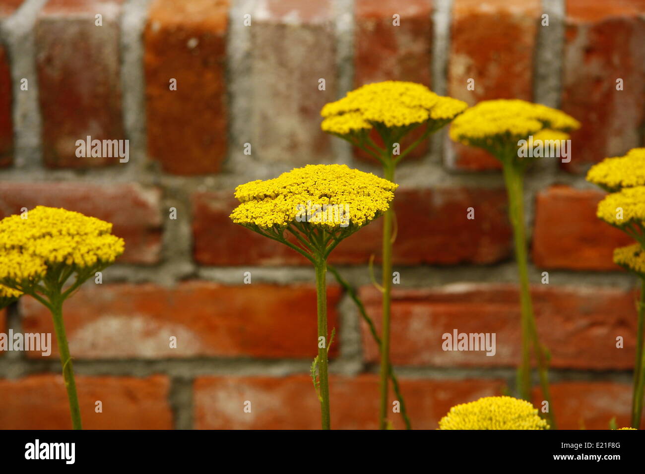 Red yellow yarrow hi-res stock photography and images - Alamy
