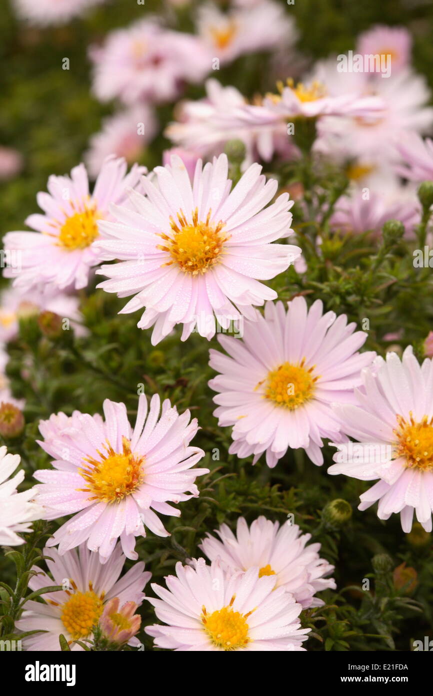 Rice Button Aster 'Silberblaukissen' Stock Photo - Alamy