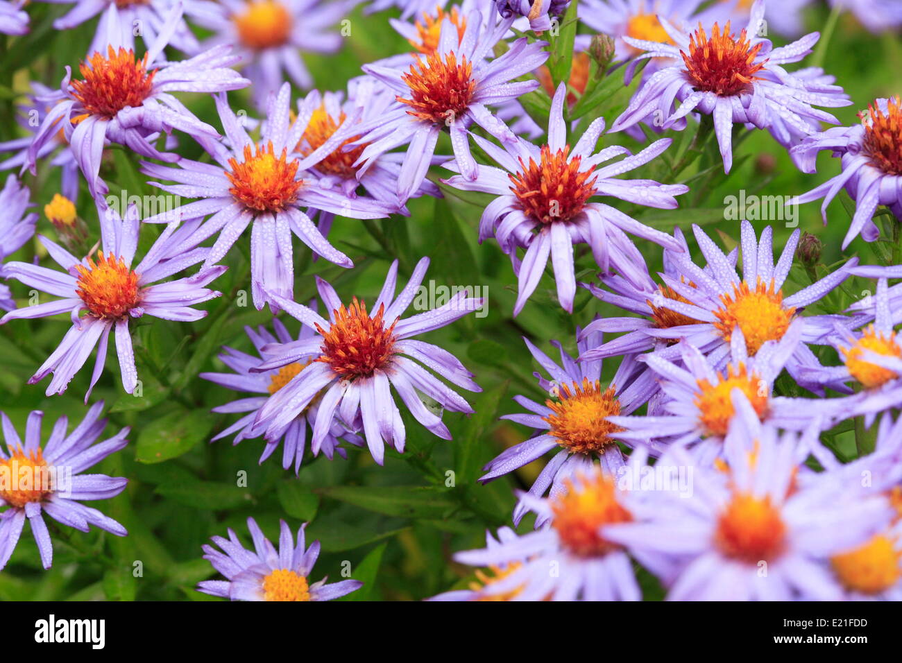 Bushy aster aster dumosus prof hi-res stock photography and images - Alamy