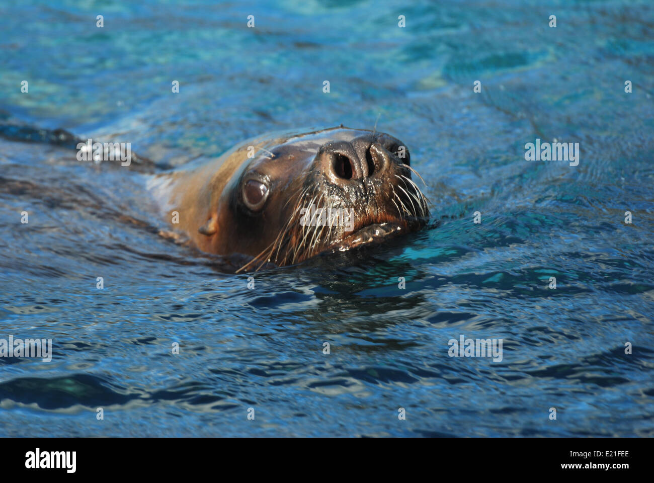 Sealion hi-res stock photography and images - Alamy
