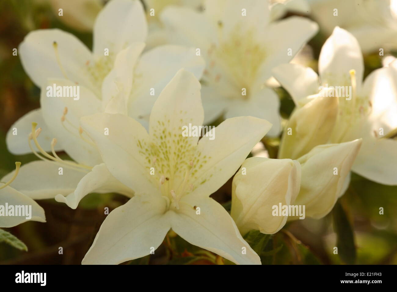 Japanese Azalea 'Palestrina' Stock Photo - Alamy