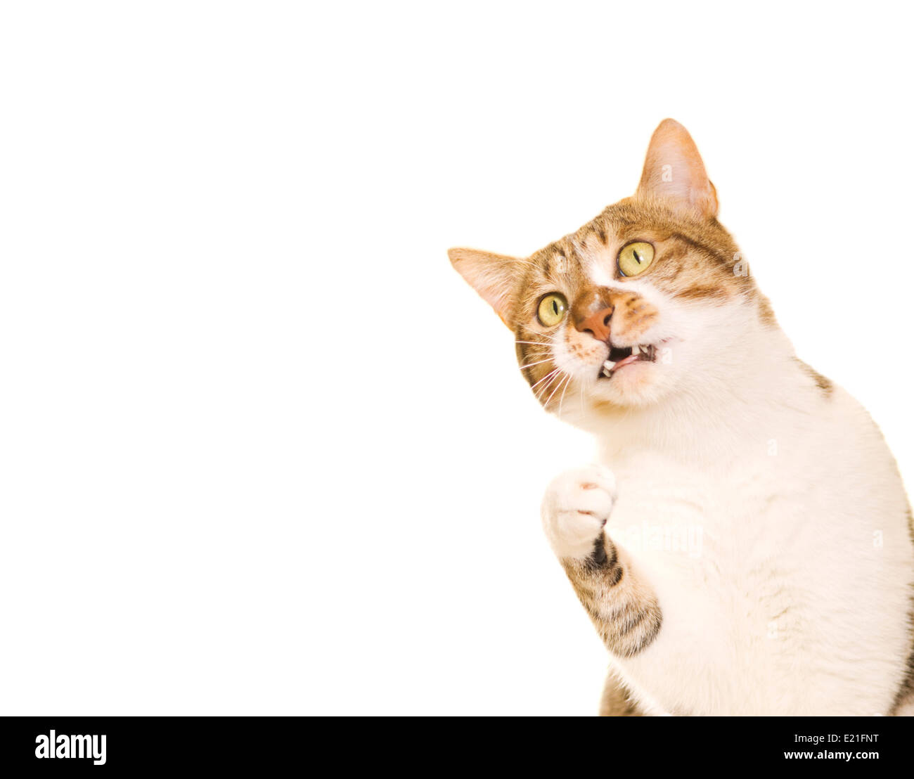 Cat rises its hand and Stock Photo - Alamy