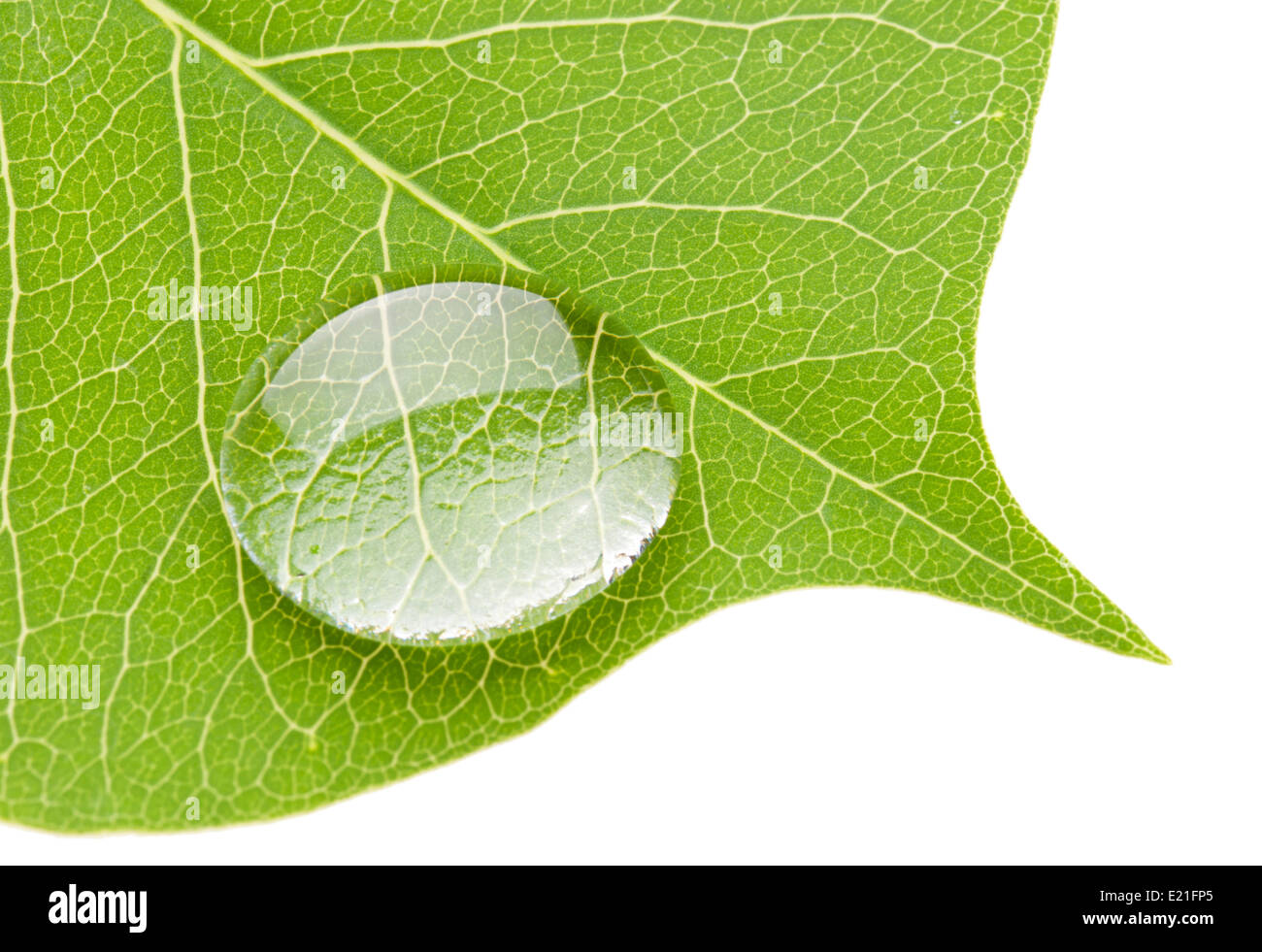 Green leaf with transparent water drop Stock Photo - Alamy