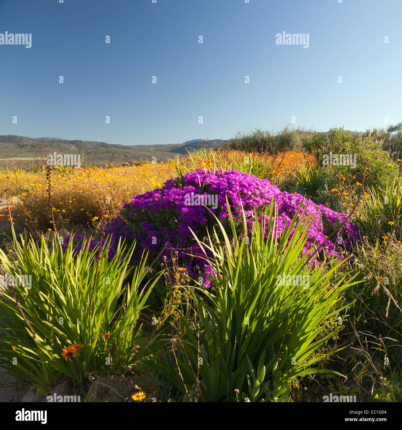 Landscape with beautiful flowers and plants Stock Photo - Alamy