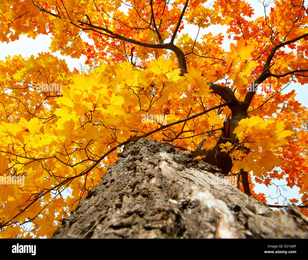 Tree trunk and leaves Stock Photo - Alamy