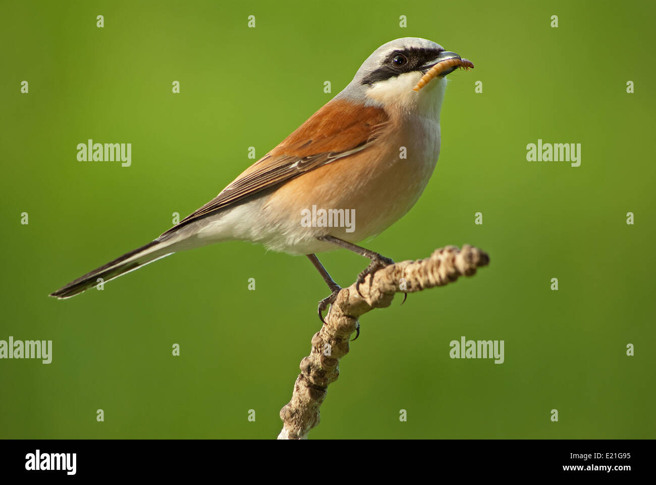 Red backed shrike Stock Photo - Alamy