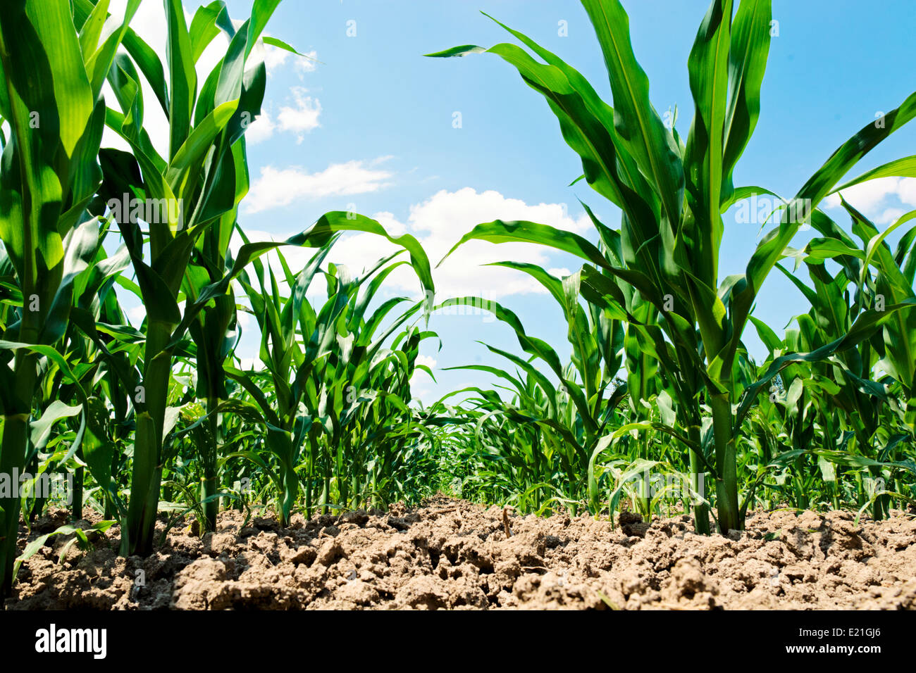 Field of the young corn from low angle Stock Photo - Alamy