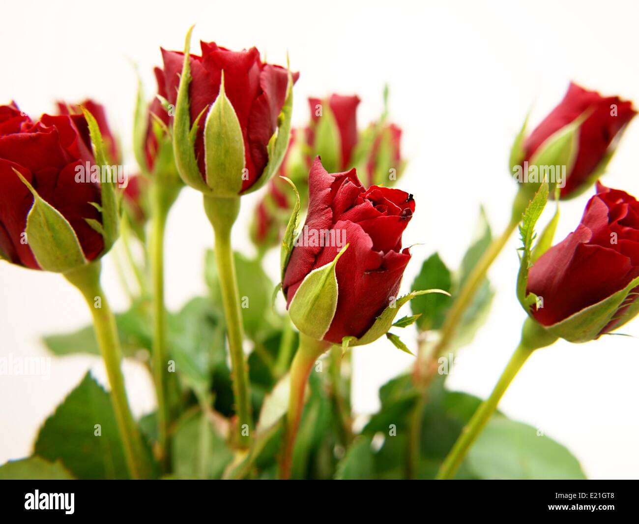 Dozen red roses isolated hi-res stock photography and images - Alamy