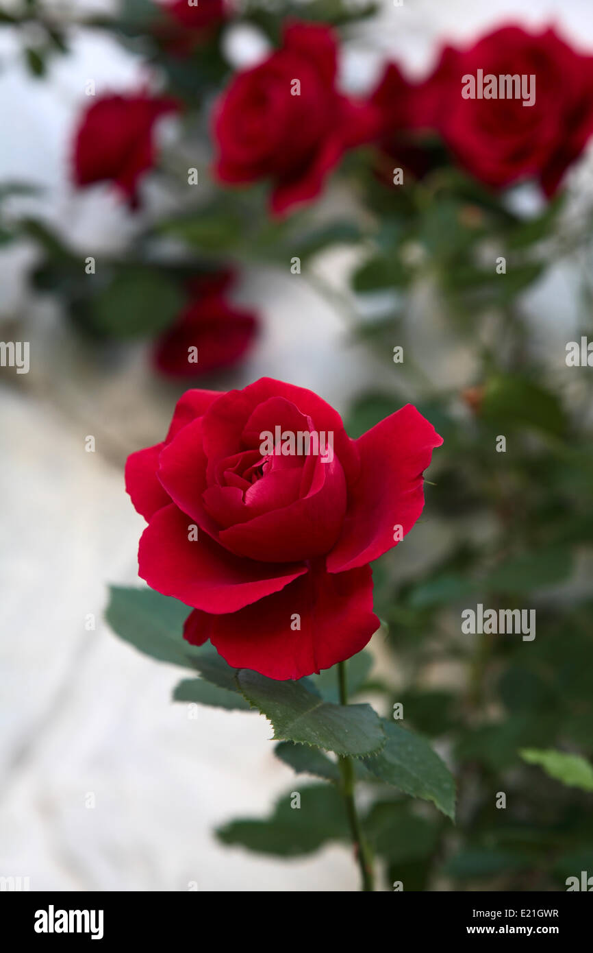 beautiful flower rose. closeup Stock Photo - Alamy