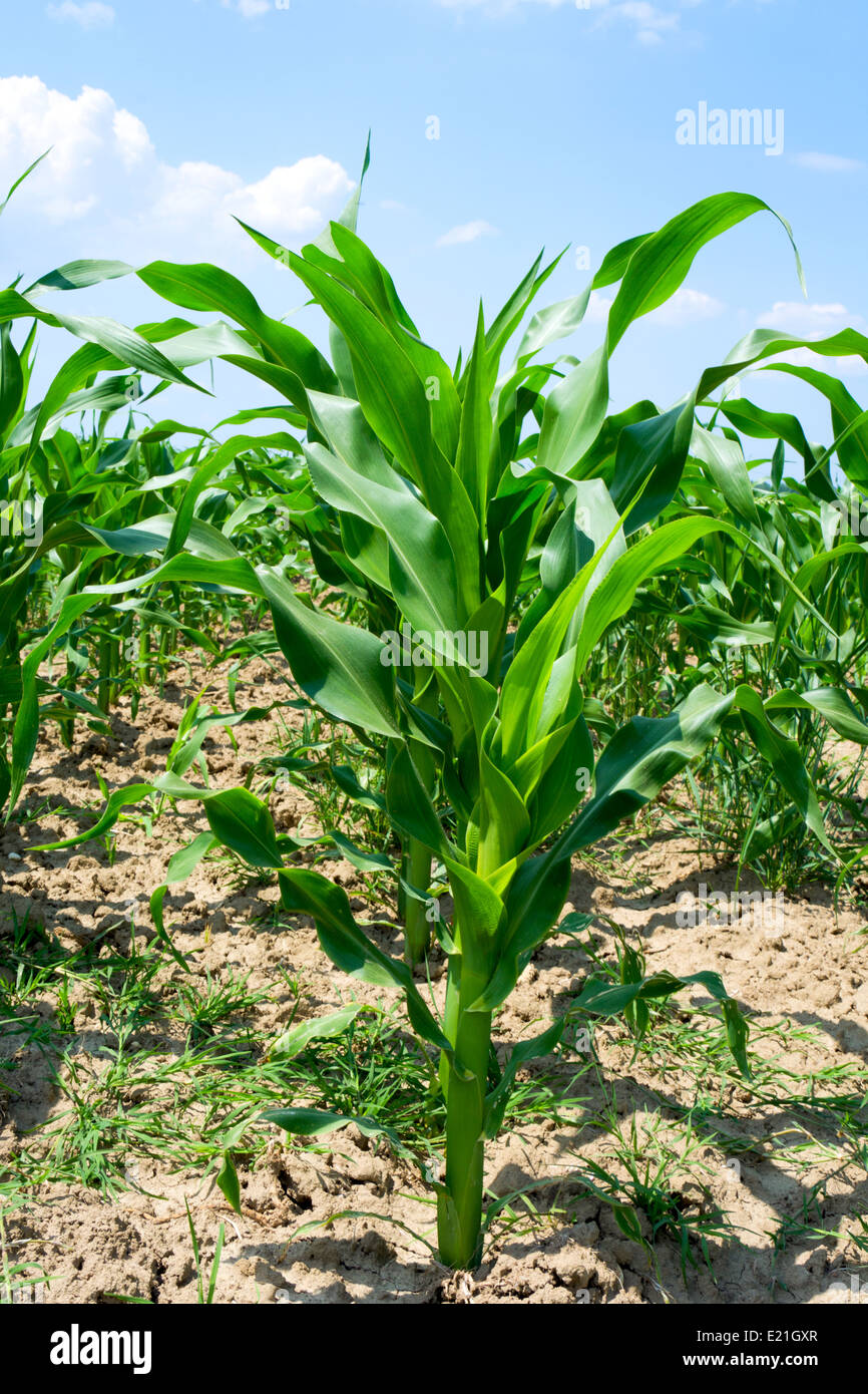 Young corn plants on the field Stock Photo - Alamy