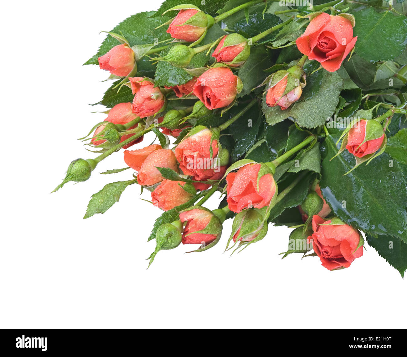small red roses Stock Photo - Alamy