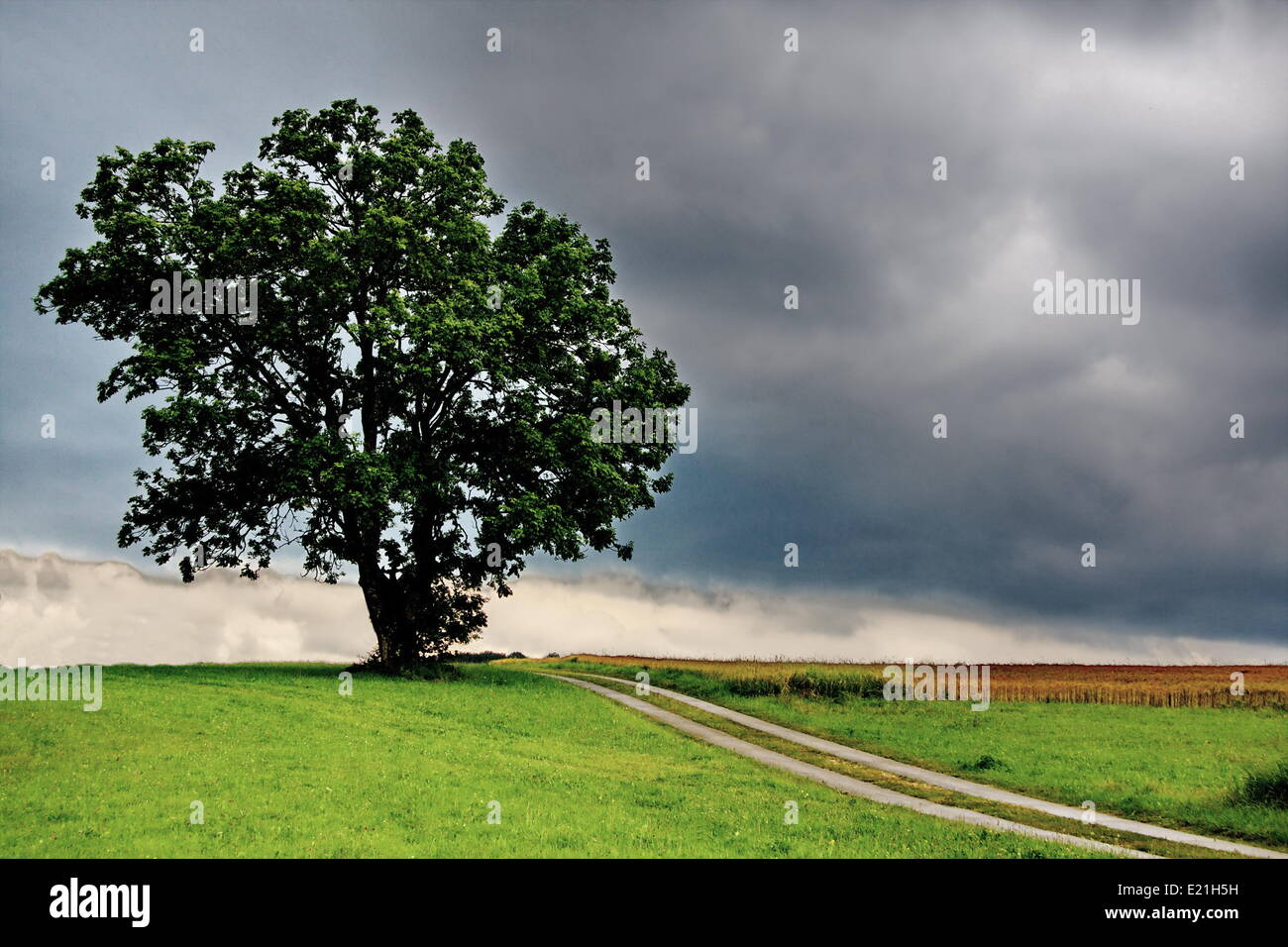 Free standing tree hi-res stock photography and images - Alamy
