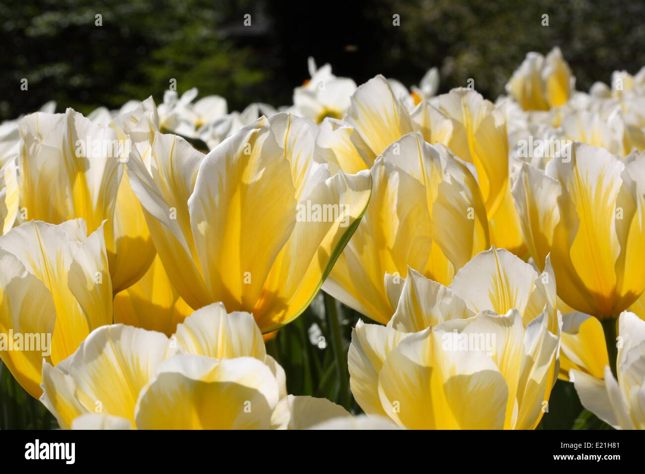 Single early tulip 'Flamingo Coquette' Stock Photo - Alamy