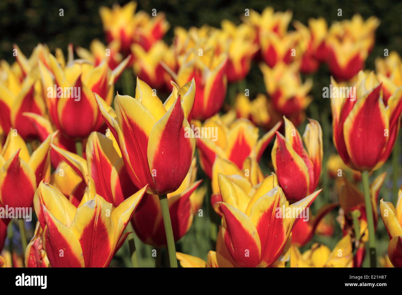 Lily-flowered tulip 'Synaeda King' Stock Photo - Alamy