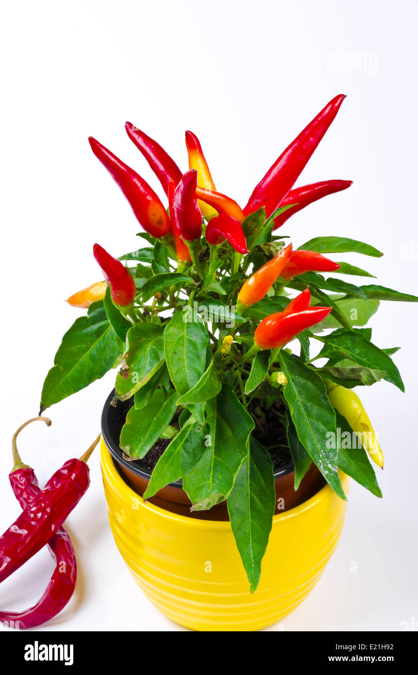 pepper ( Capsicum annuum Stock Photo - Alamy