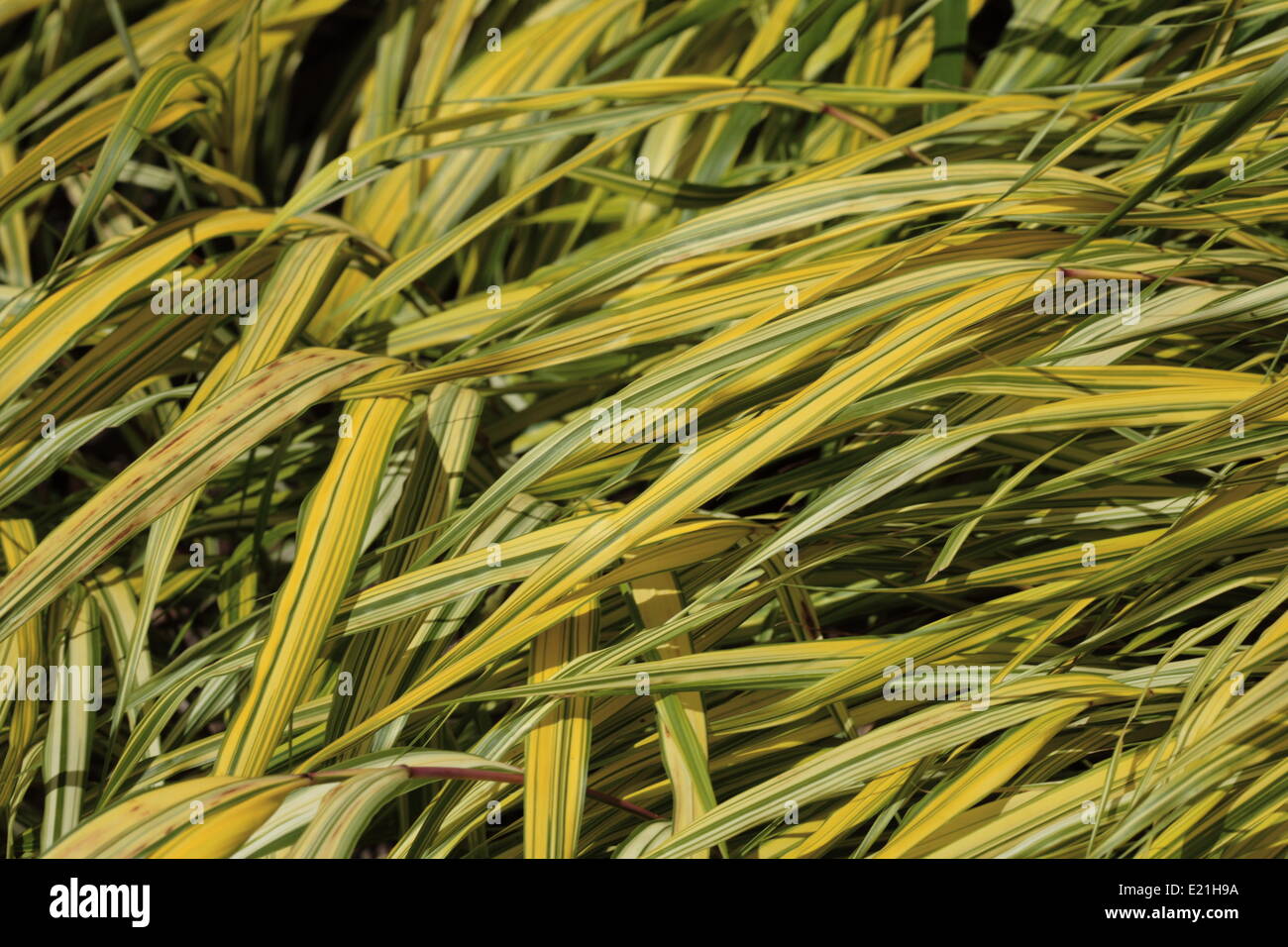 Golden japanese forrest grass Stock Photo - Alamy