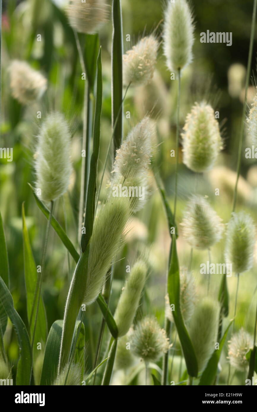 Hare's-tail grass - Lagurus ovatus Stock Photo - Alamy