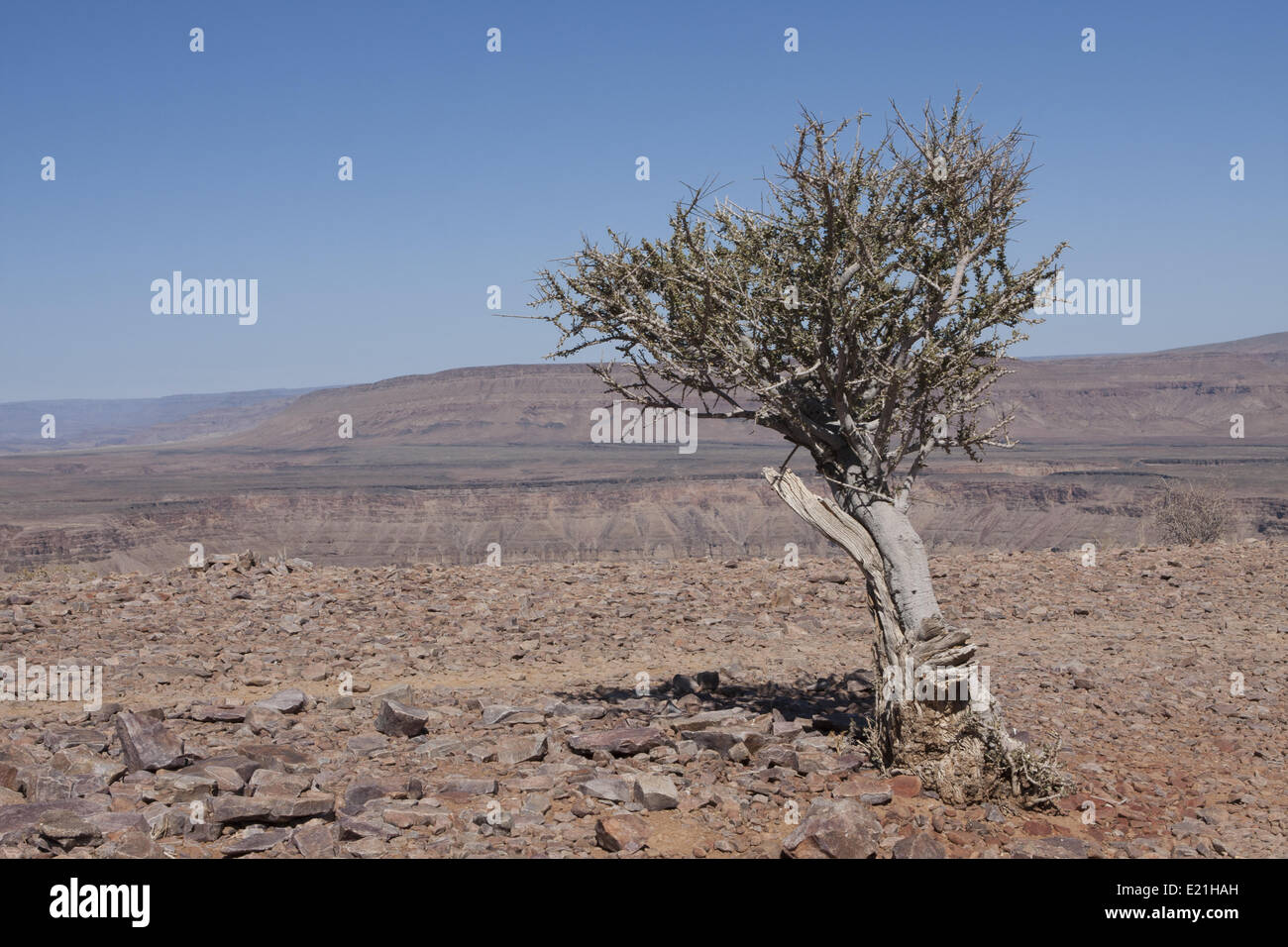 Tree at the fish river canyon, namibia Stock Photo - Alamy