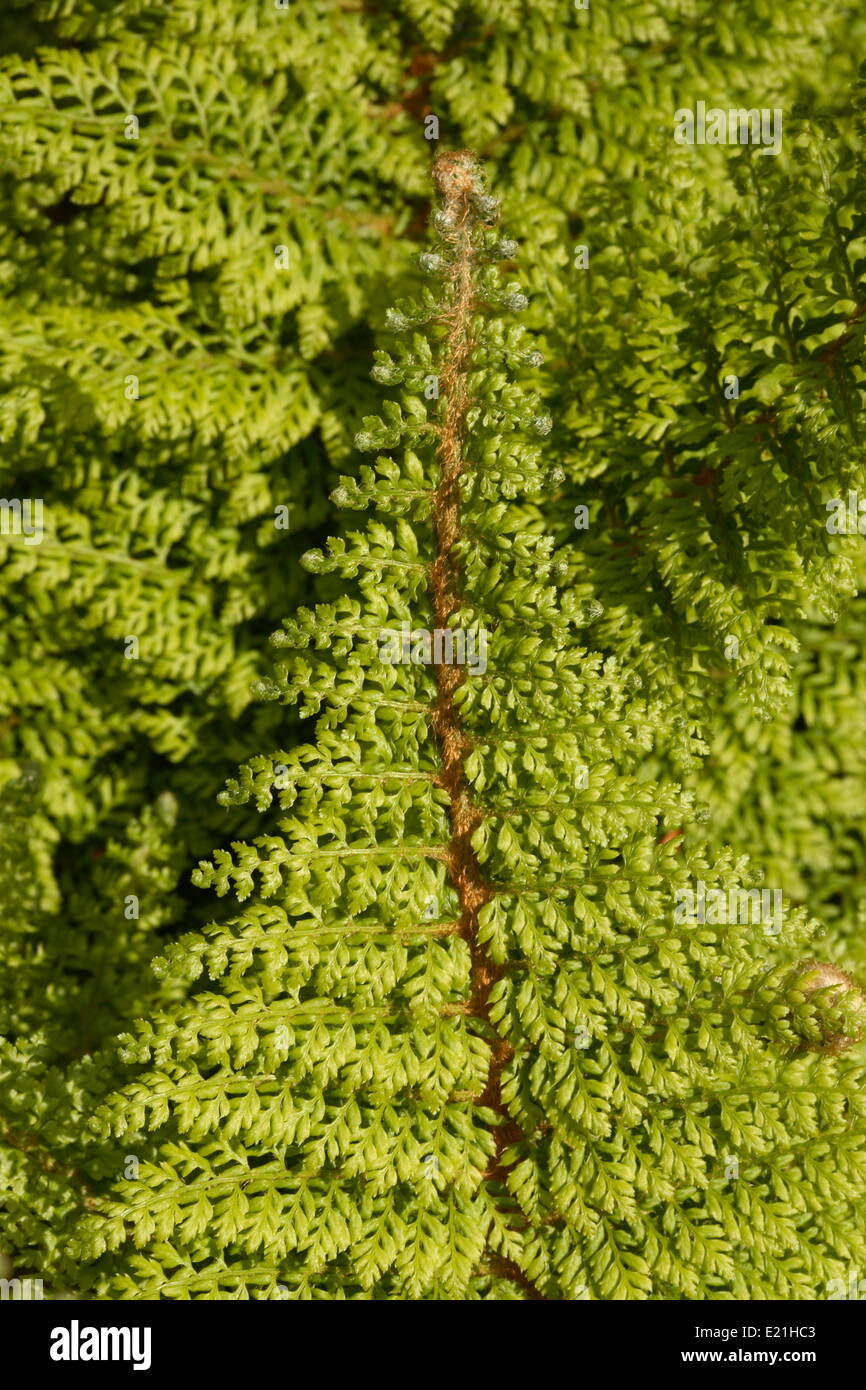 Soft shield fern iveryanum hi-res stock photography and images - Alamy