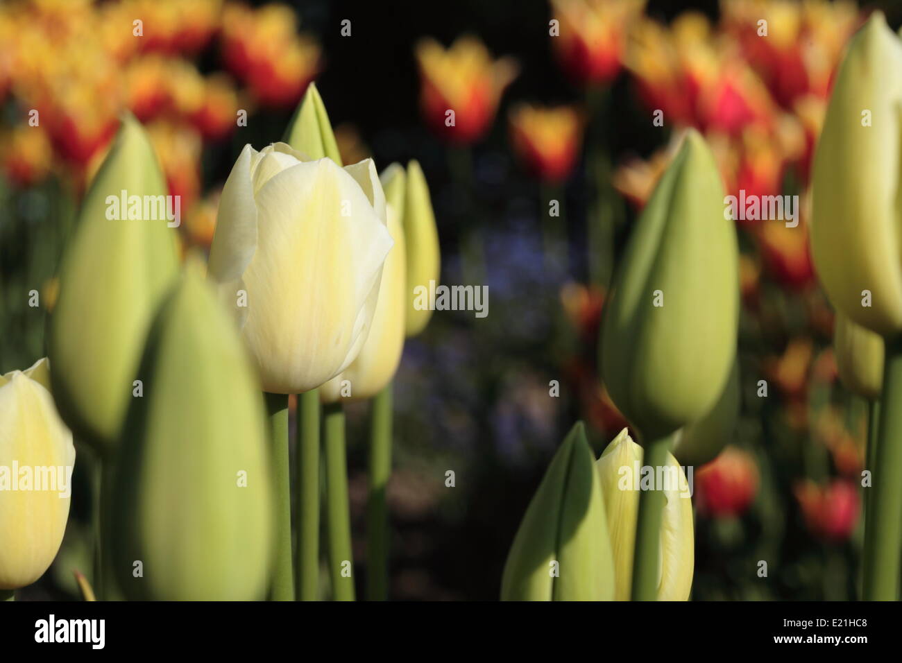 Triumph tulip happy generation hi-res stock photography and images - Alamy