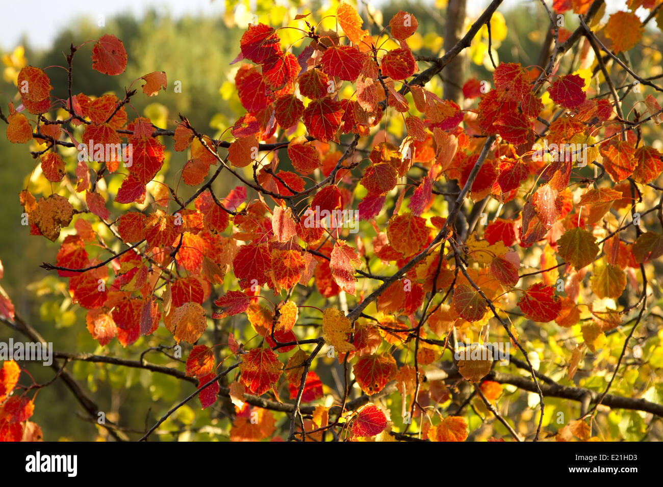 Aspen wood texture hi-res stock photography and images - Alamy