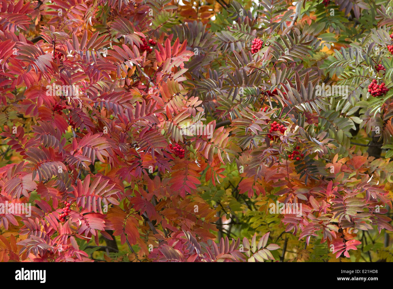 rowan leaves in the trees Stock Photo - Alamy