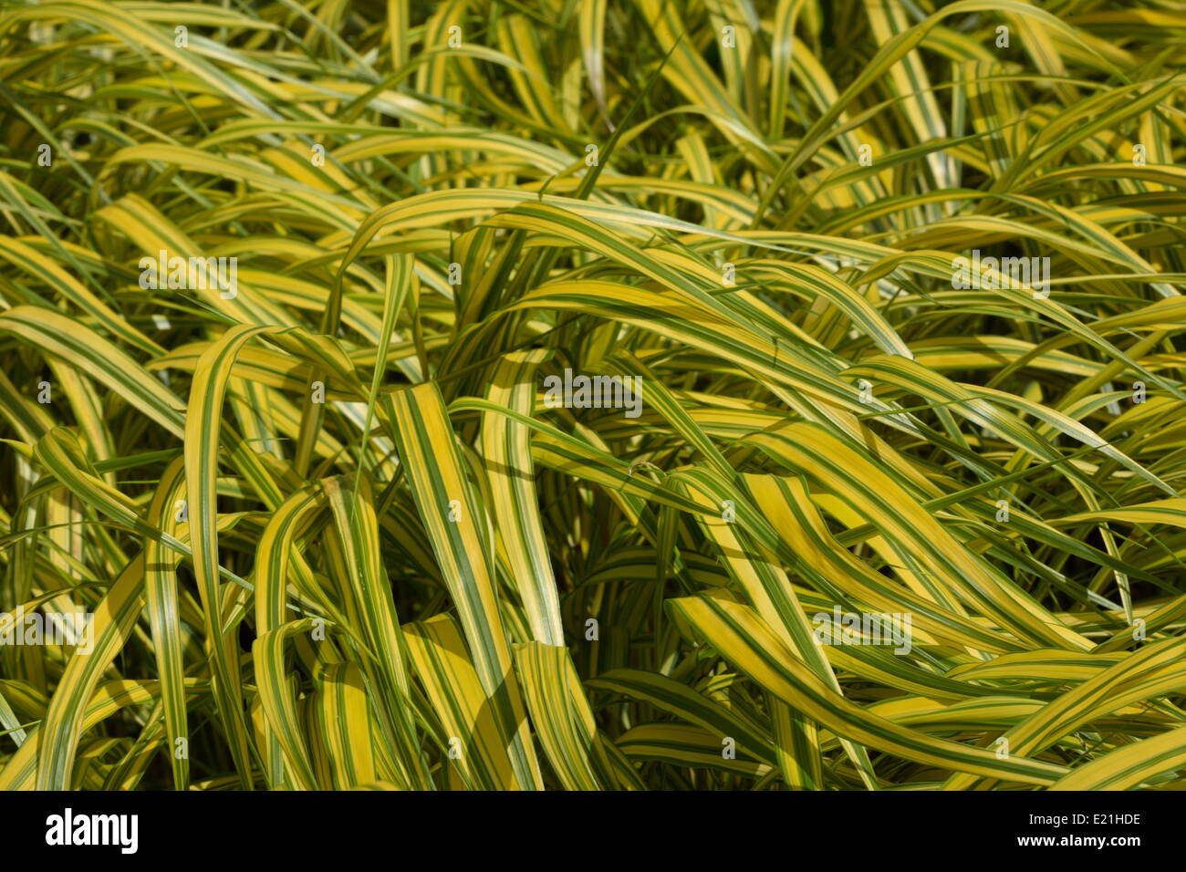 Hakone grass hakonechloa hi-res stock photography and images - Alamy
