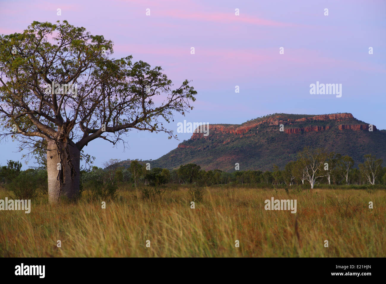 A regular Kimberley scene, seen at dusk - a boab tree and geologic ...