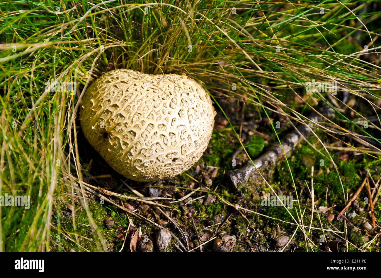 Plain mushroom hi-res stock photography and images - Alamy
