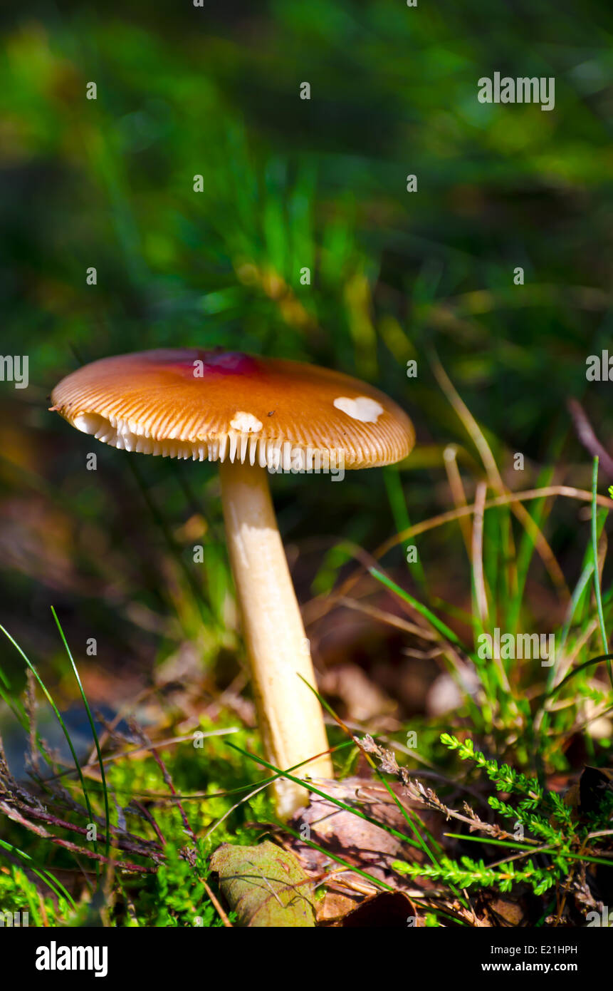 Plain mushroom hi-res stock photography and images - Alamy