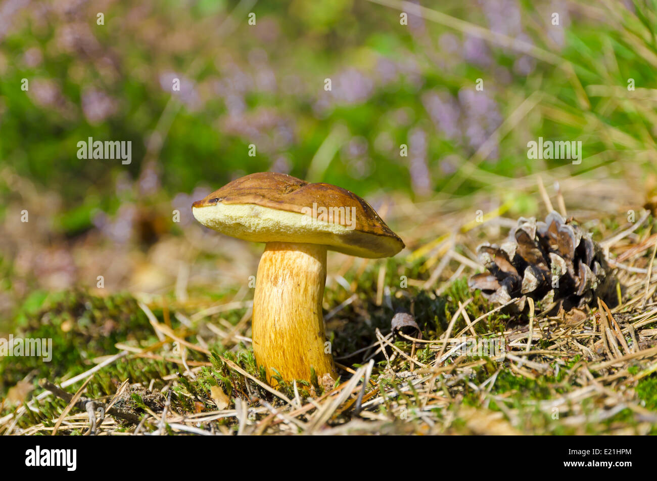 Botanical cuisine hi-res stock photography and images - Alamy