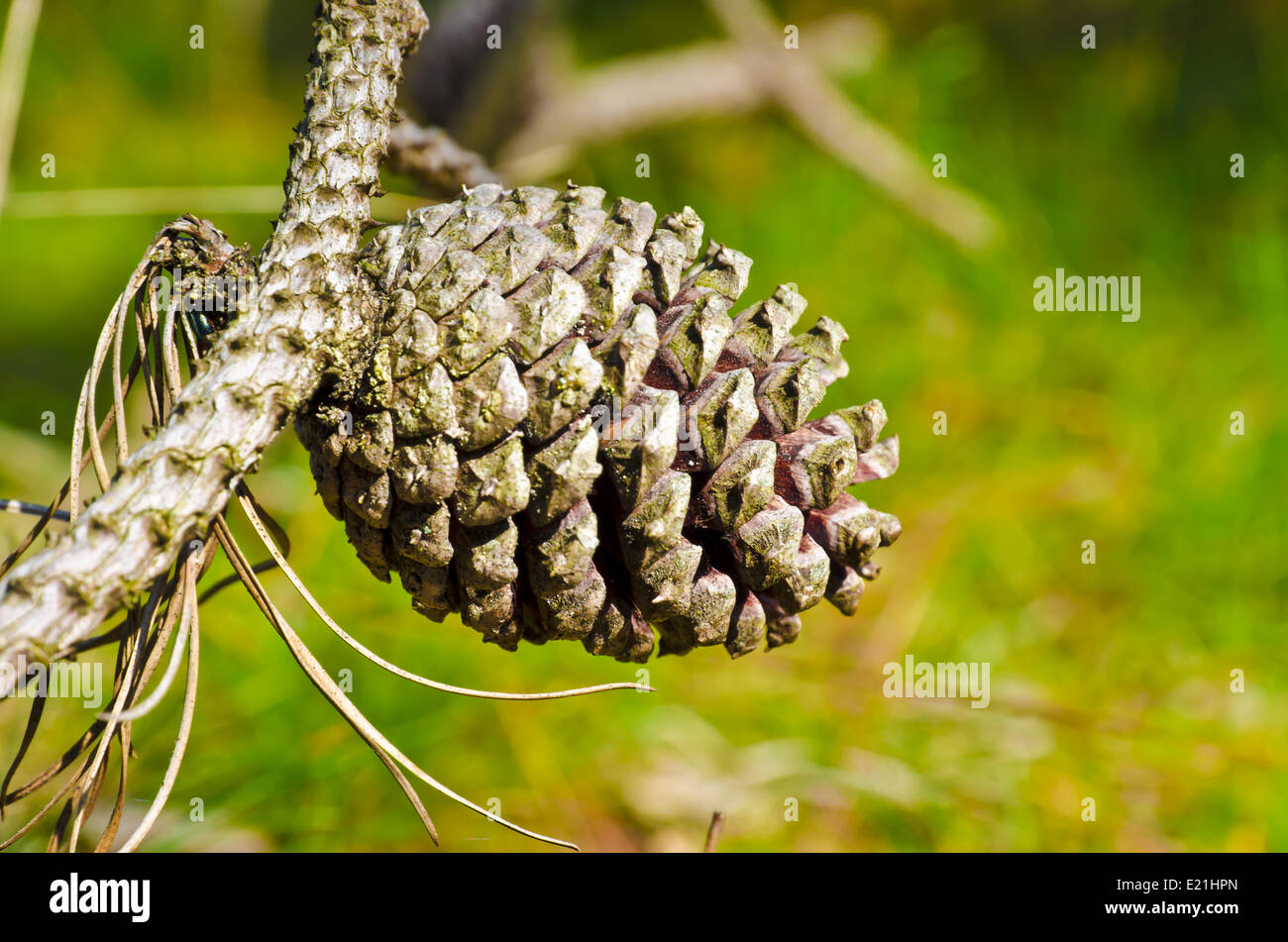Big leaf cone hi-res stock photography and images - Alamy