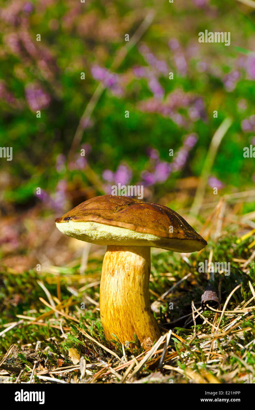 Xerocomus hi-res stock photography and images - Alamy