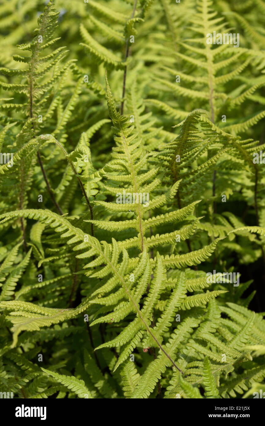 Beech fern - Phegopteris connectilis Stock Photo - Alamy