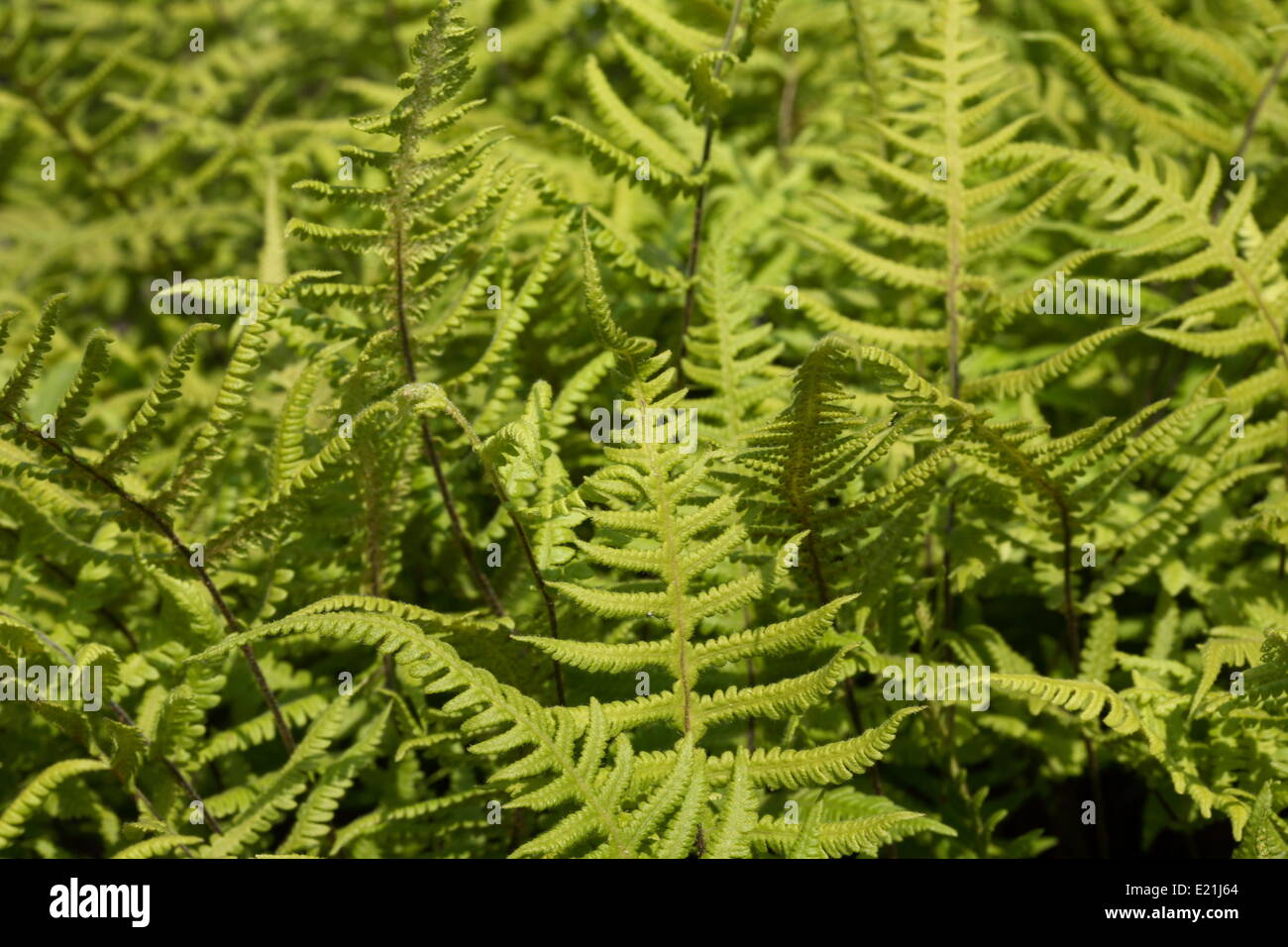 Narrow beech fern hi-res stock photography and images - Alamy