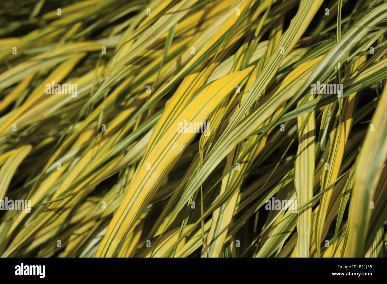 Hakone grass hakonechloa hi-res stock photography and images - Alamy