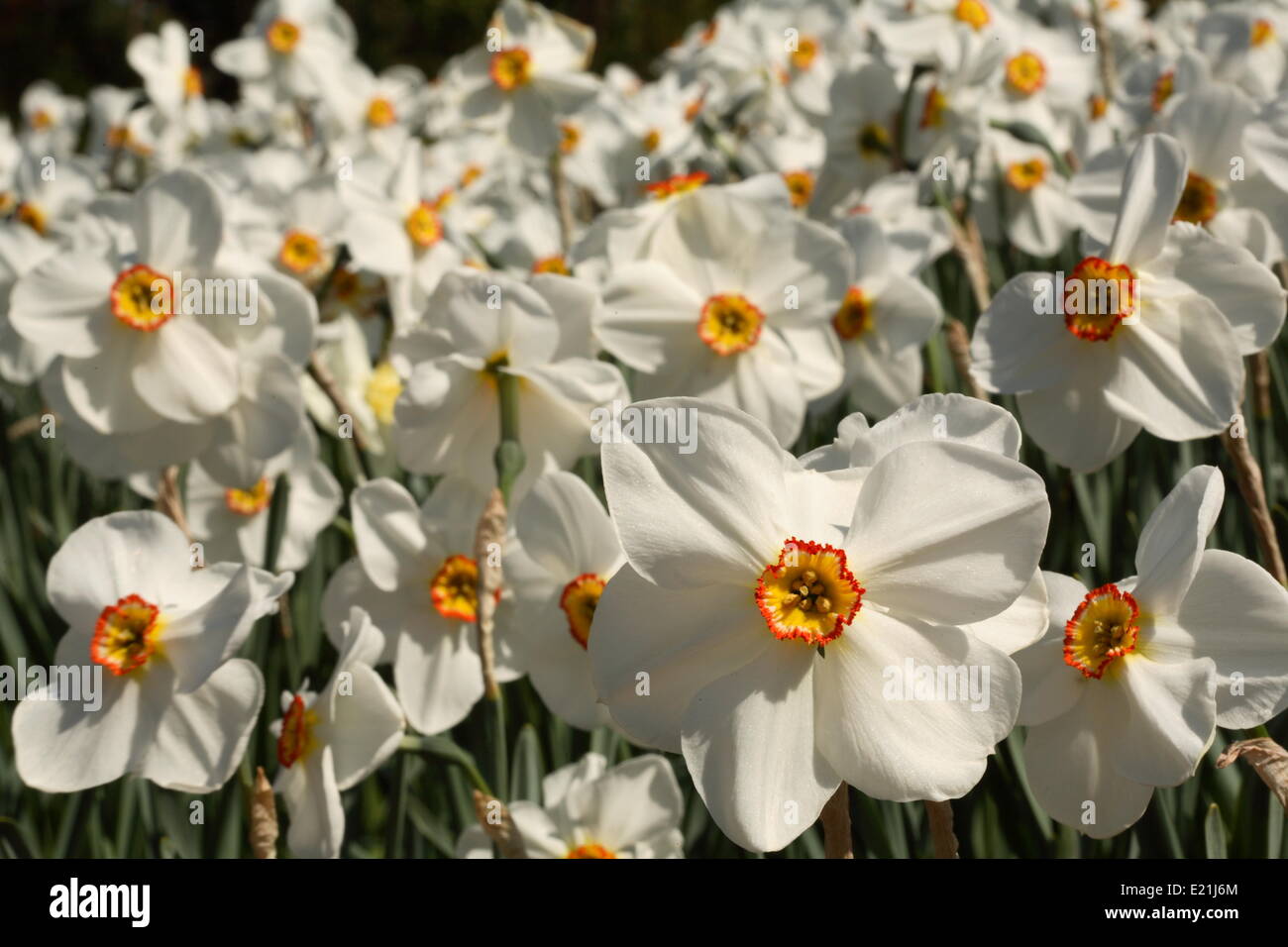 Narcissus 'Edna Earl' Stock Photo - Alamy