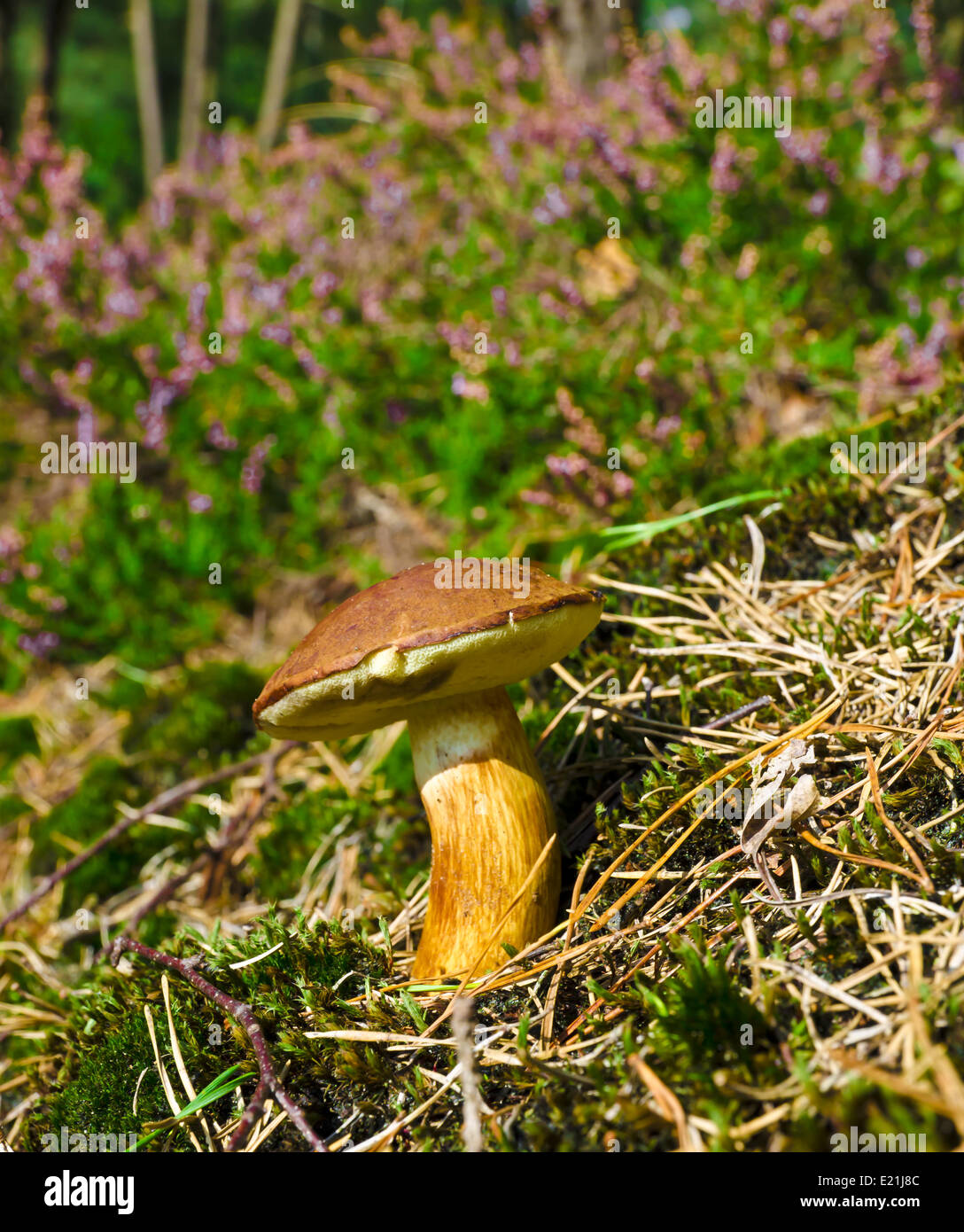 Xerocomus hi-res stock photography and images - Alamy