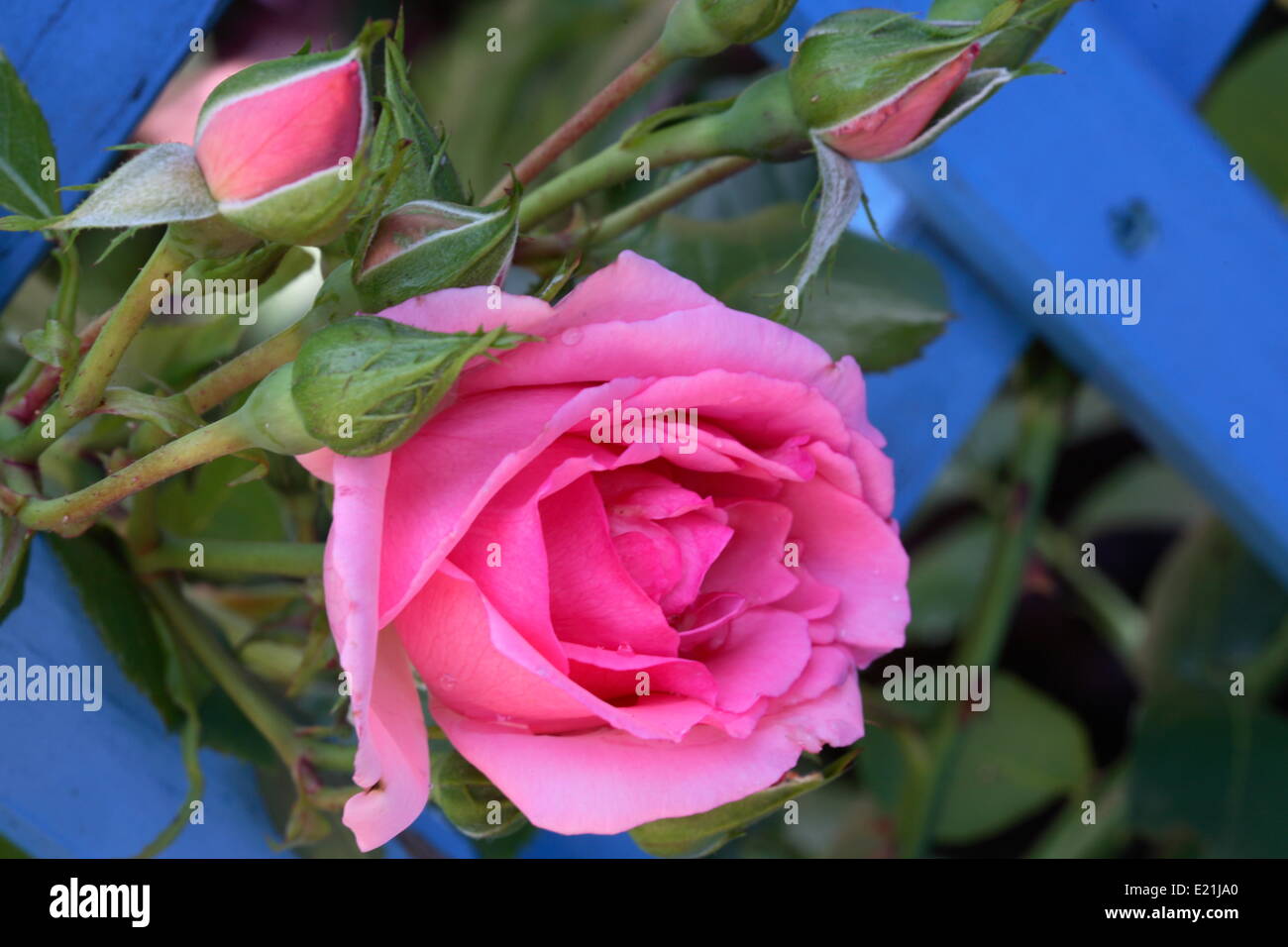 Climbing rose 'Rosanna' Stock Photo - Alamy