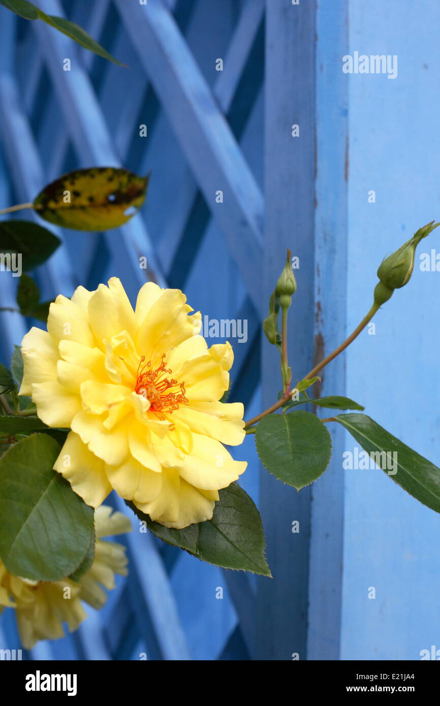 Climbing rose 'Golden Showers' Stock Photo - Alamy
