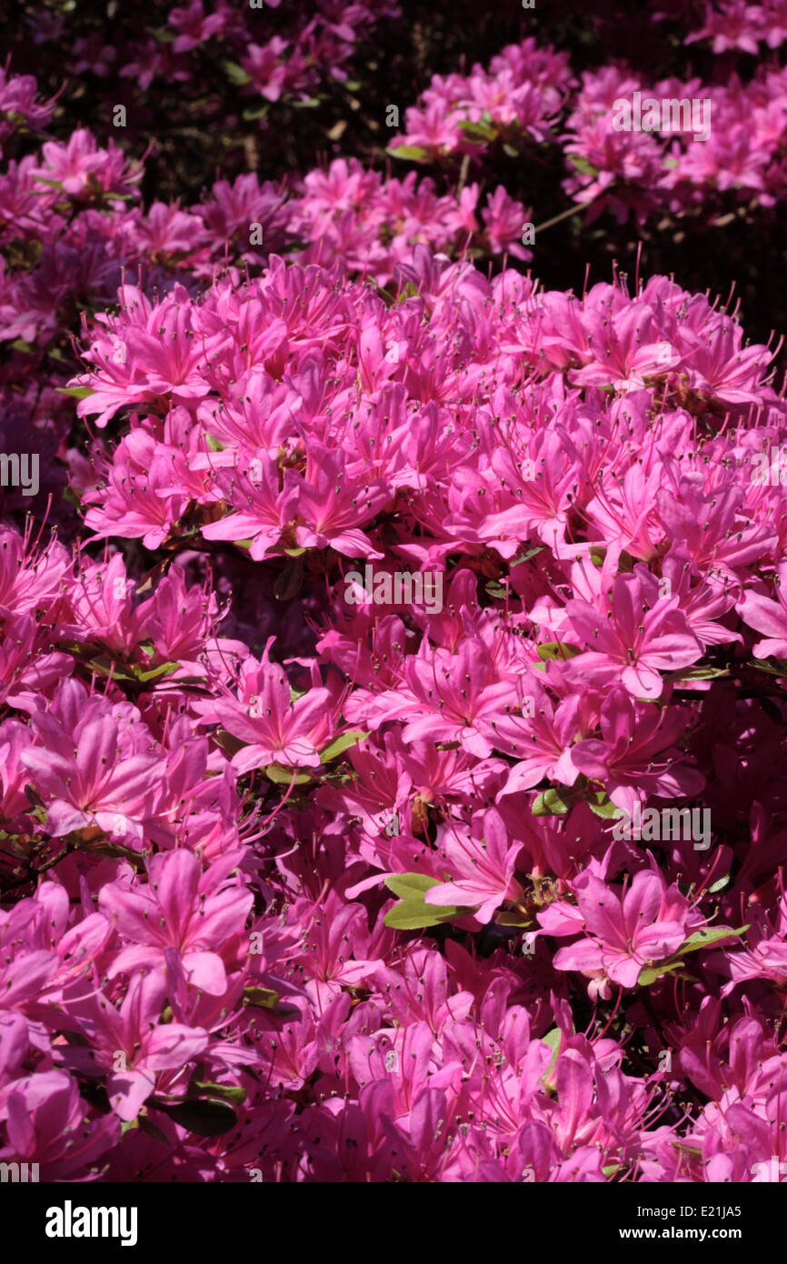 Hybrid azalea hi-res stock photography and images - Alamy