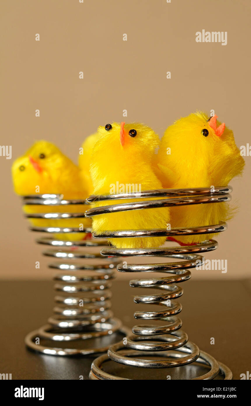 Chicks in a steel egg holder Stock Photo - Alamy