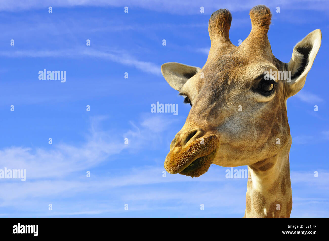 Smiling giraffe hi-res stock photography and images - Alamy