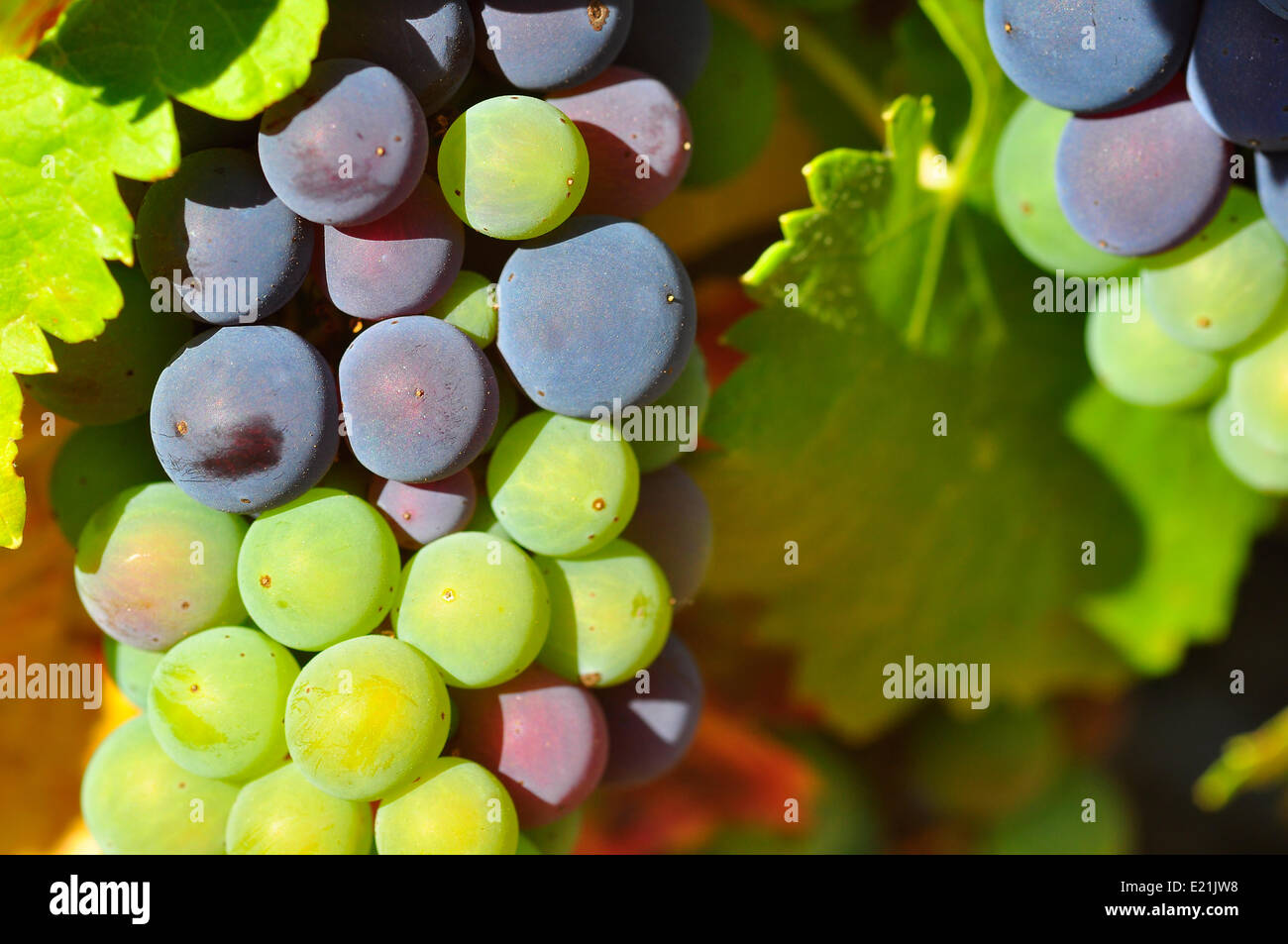 Violet and green wine grapes Stock Photo - Alamy