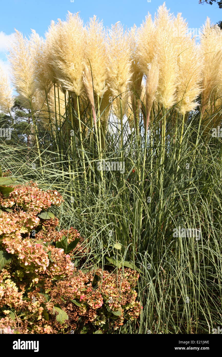 Pampas grass - Cortaderia selloana Stock Photo - Alamy