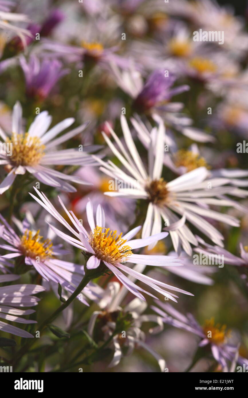 Pyrenaeus lutetia hi-res stock photography and images - Alamy